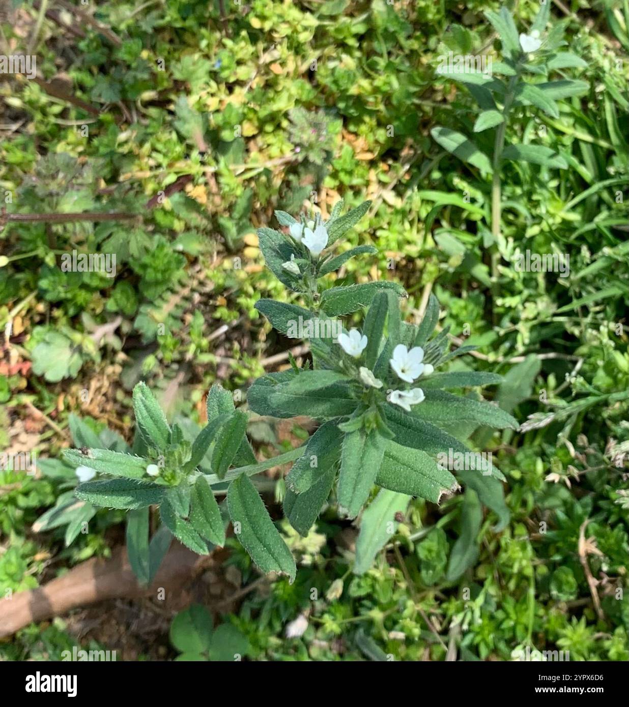corn gromwell (Buglossoides arvensis Stock Photo - Alamy