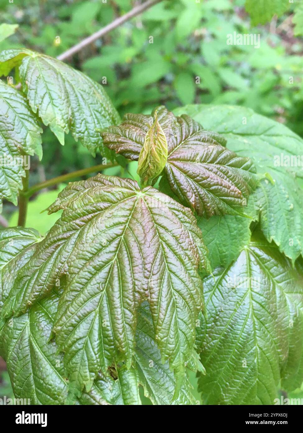 sycamore maple (Acer pseudoplatanus Stock Photo - Alamy