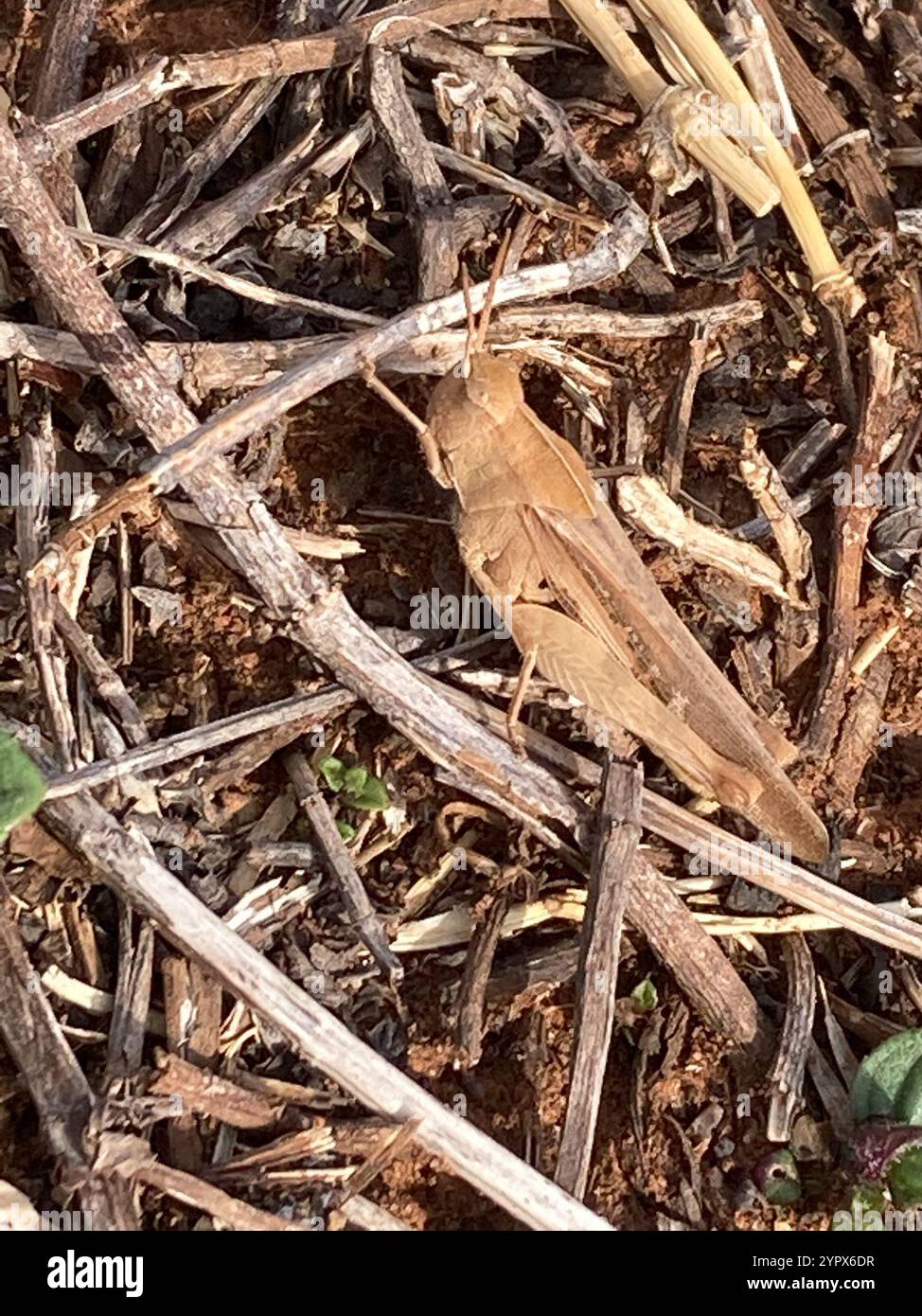 Green-striped Grasshopper (Chortophaga viridifasciata Stock Photo - Alamy
