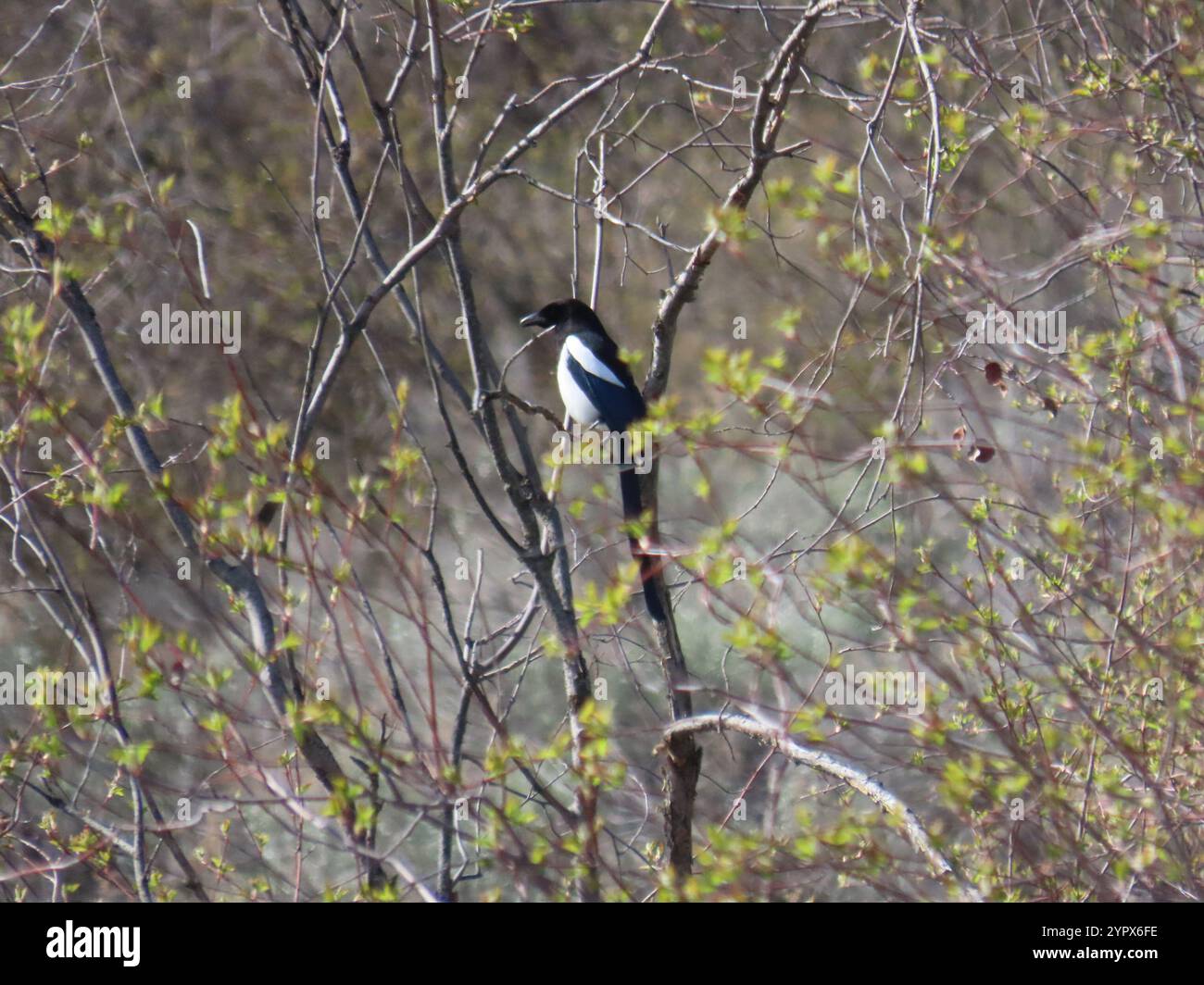 Black-billed Magpie (Pica hudsonia Stock Photo - Alamy