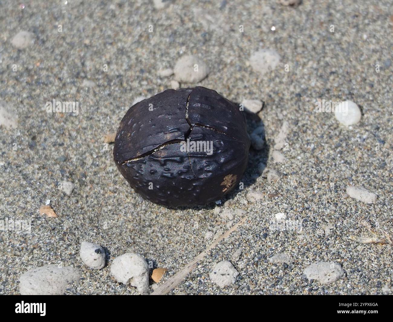 mu oil tree (Vernicia montana Stock Photo - Alamy