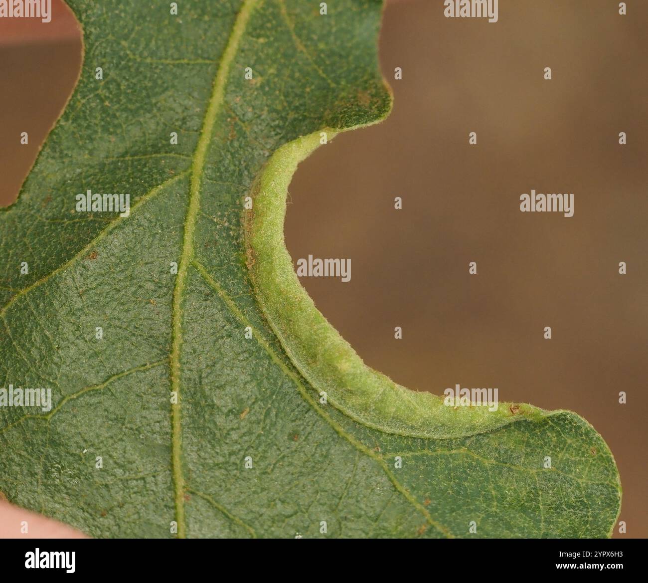 Woolly Oak Aphids (Stegophylla Stock Photo - Alamy