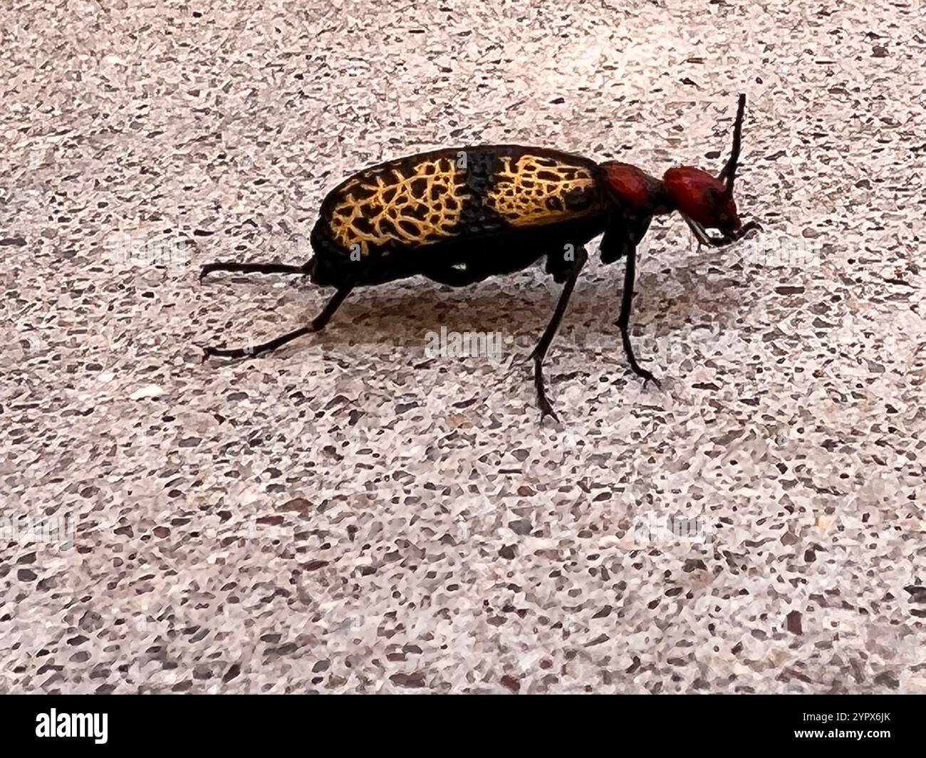 Iron Cross Blister Beetle (Tegrodera aloga Stock Photo - Alamy
