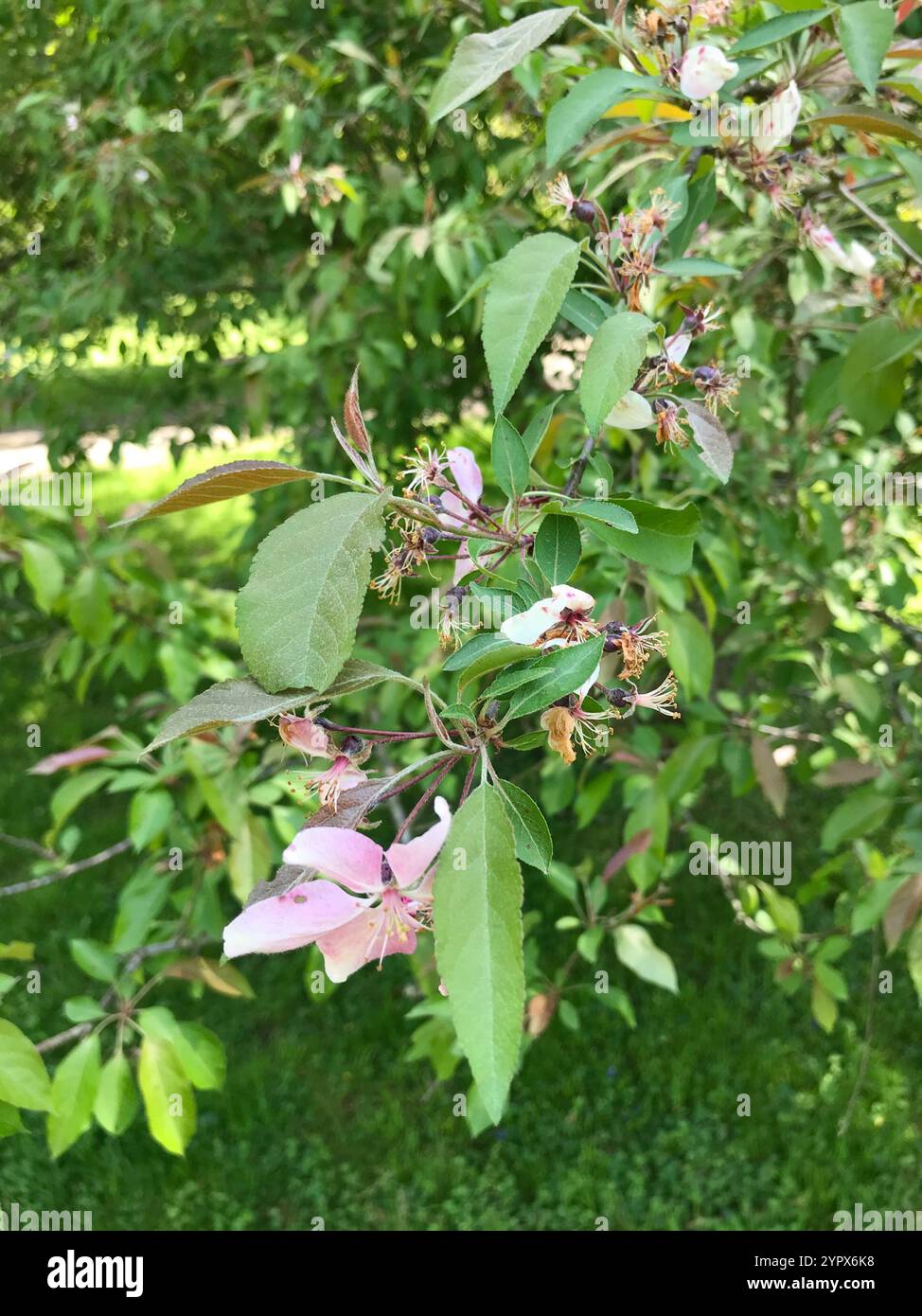 sweet crabapple (Malus coronaria Stock Photo - Alamy
