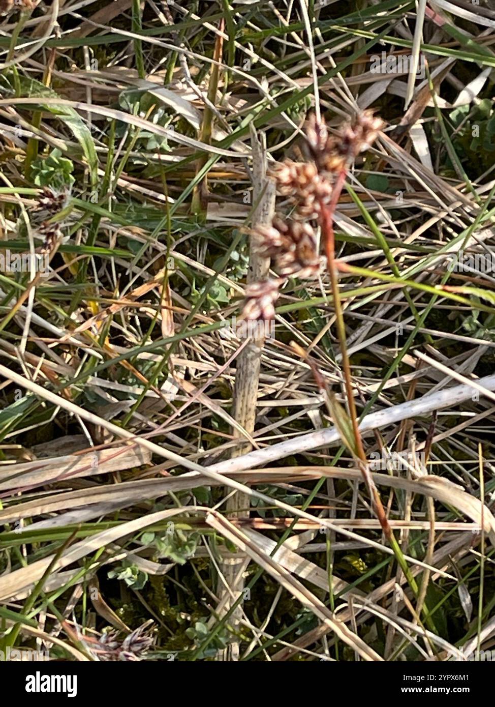Field woodrush (Luzula campestris Stock Photo - Alamy
