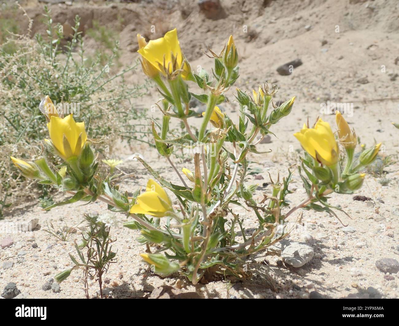 solitary blazing star (Mentzelia eremophila Stock Photo - Alamy