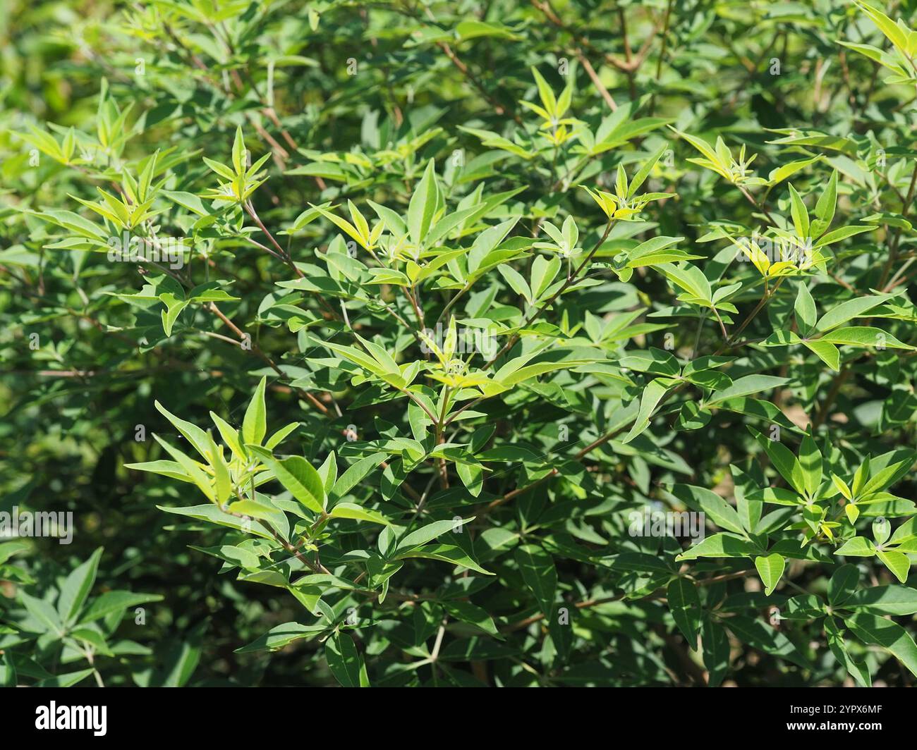 Five-leaved chaste tree (Vitex negundo Stock Photo - Alamy