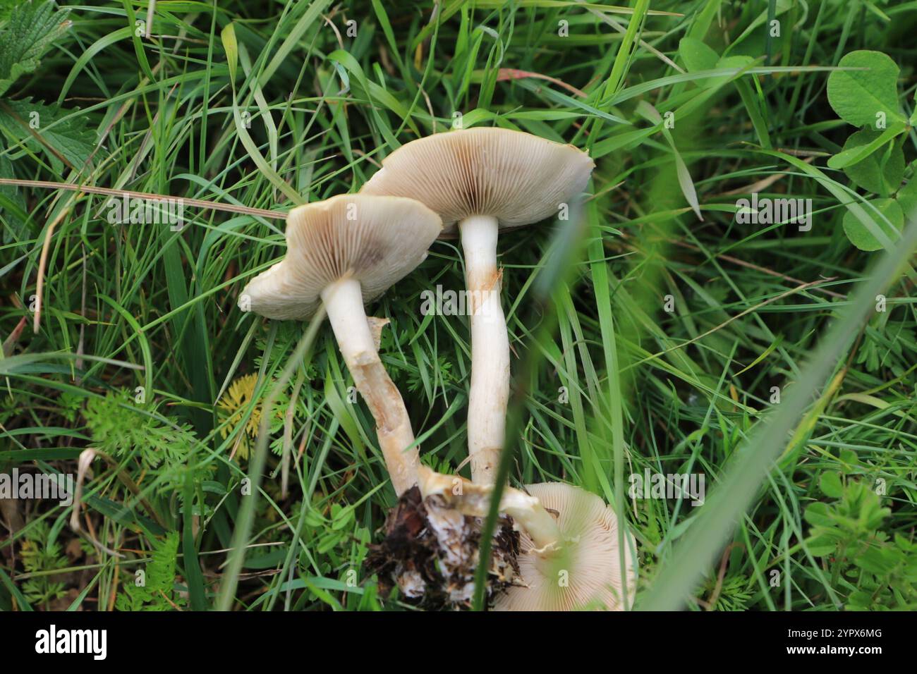Spring fieldcap hi-res stock photography and images - Alamy
