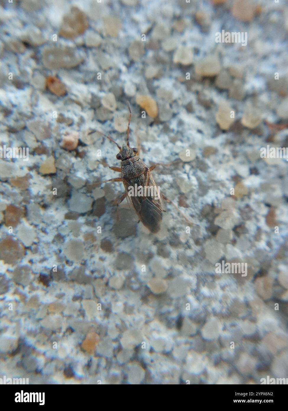 False chinch bugs (Nysius Stock Photo - Alamy