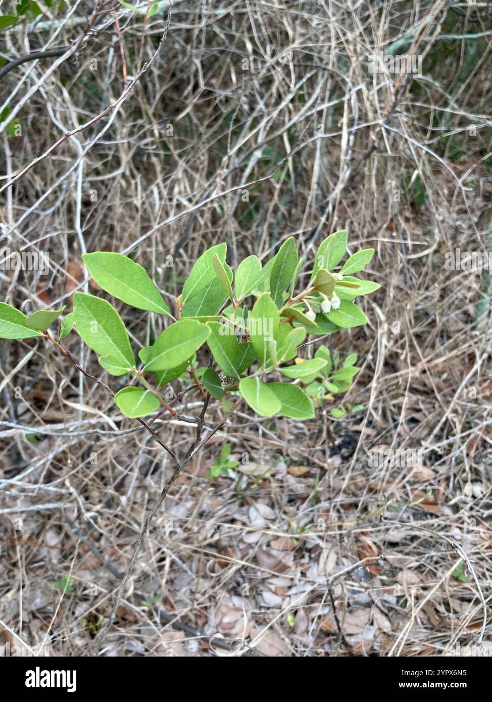 coastal plain staggerbush (Lyonia fruticosa Stock Photo - Alamy