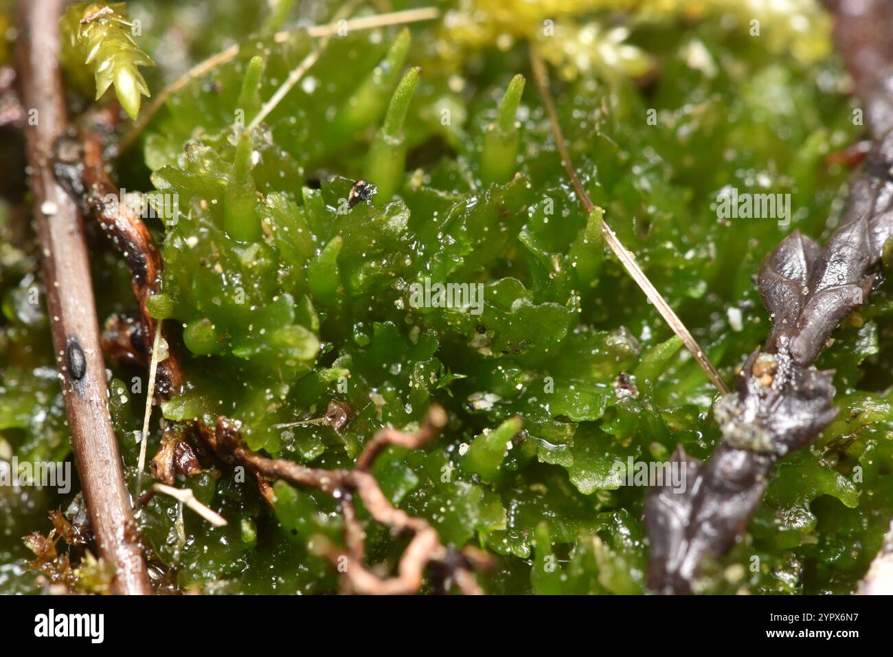 Anthocerotophyta hi-res stock photography and images - Alamy