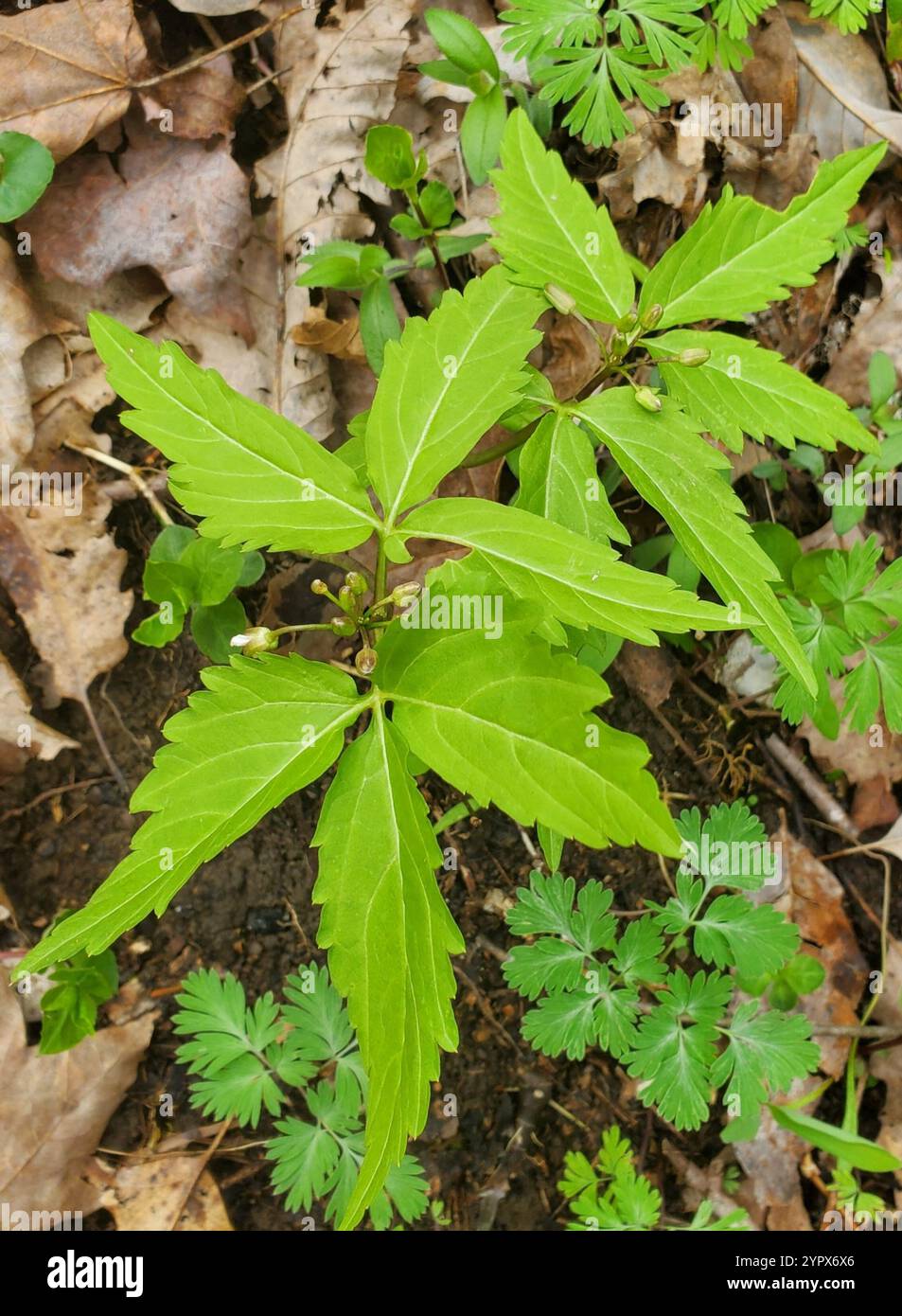 Two-leaved Toothwort (Cardamine diphylla Stock Photo - Alamy