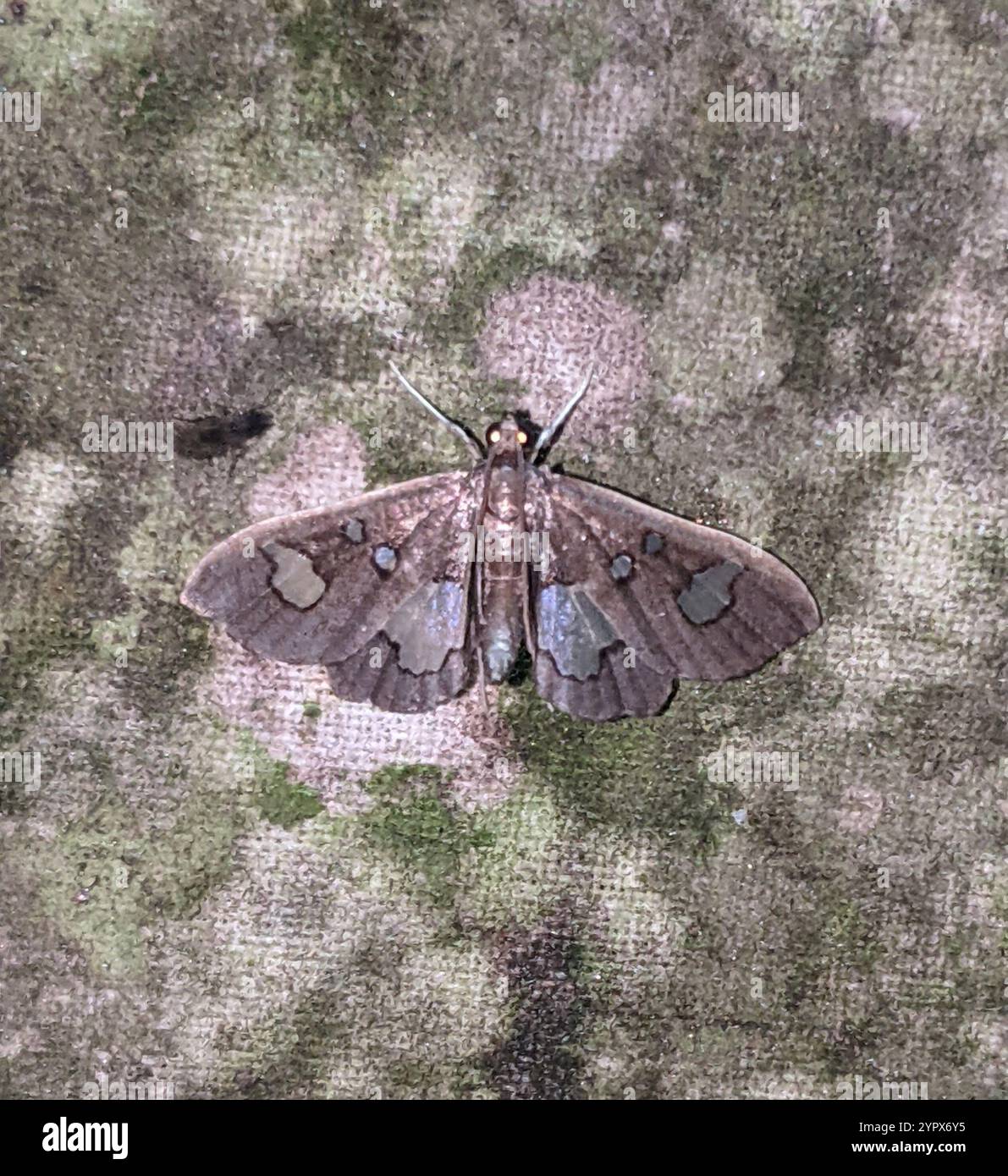 Pearl Moths (Spilomelinae Stock Photo - Alamy