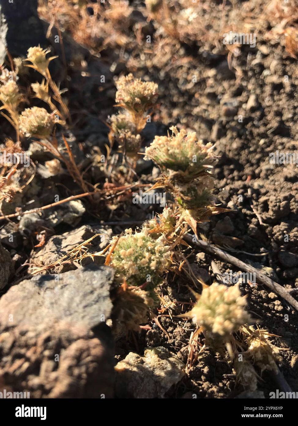 Calistoga Pincushionplant (Navarretia heterodoxa Stock Photo - Alamy