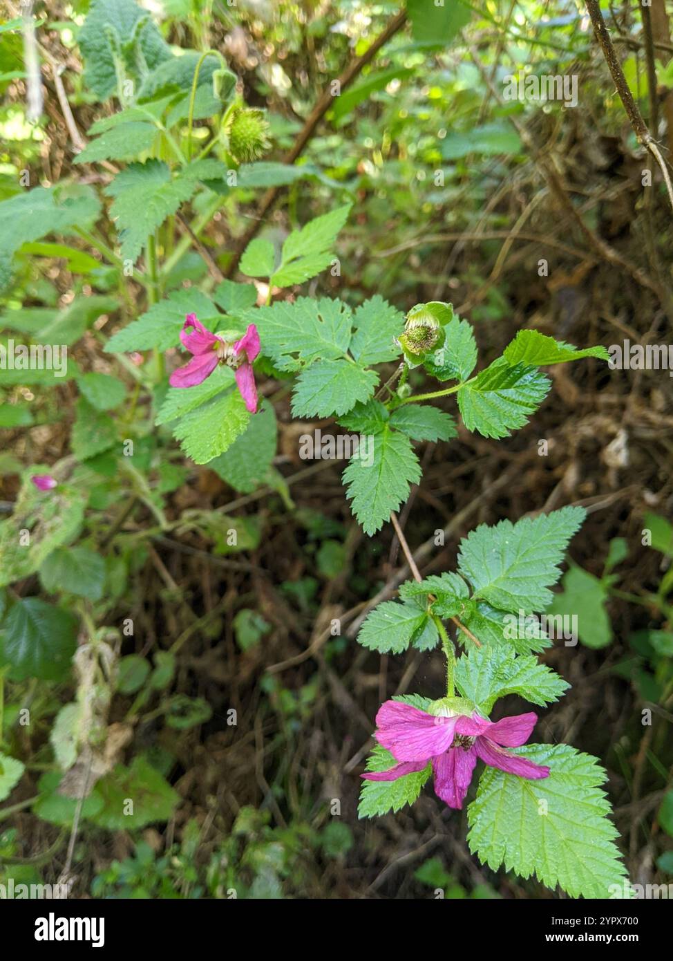 Salmonberry (Rubus spectabilis Stock Photo - Alamy