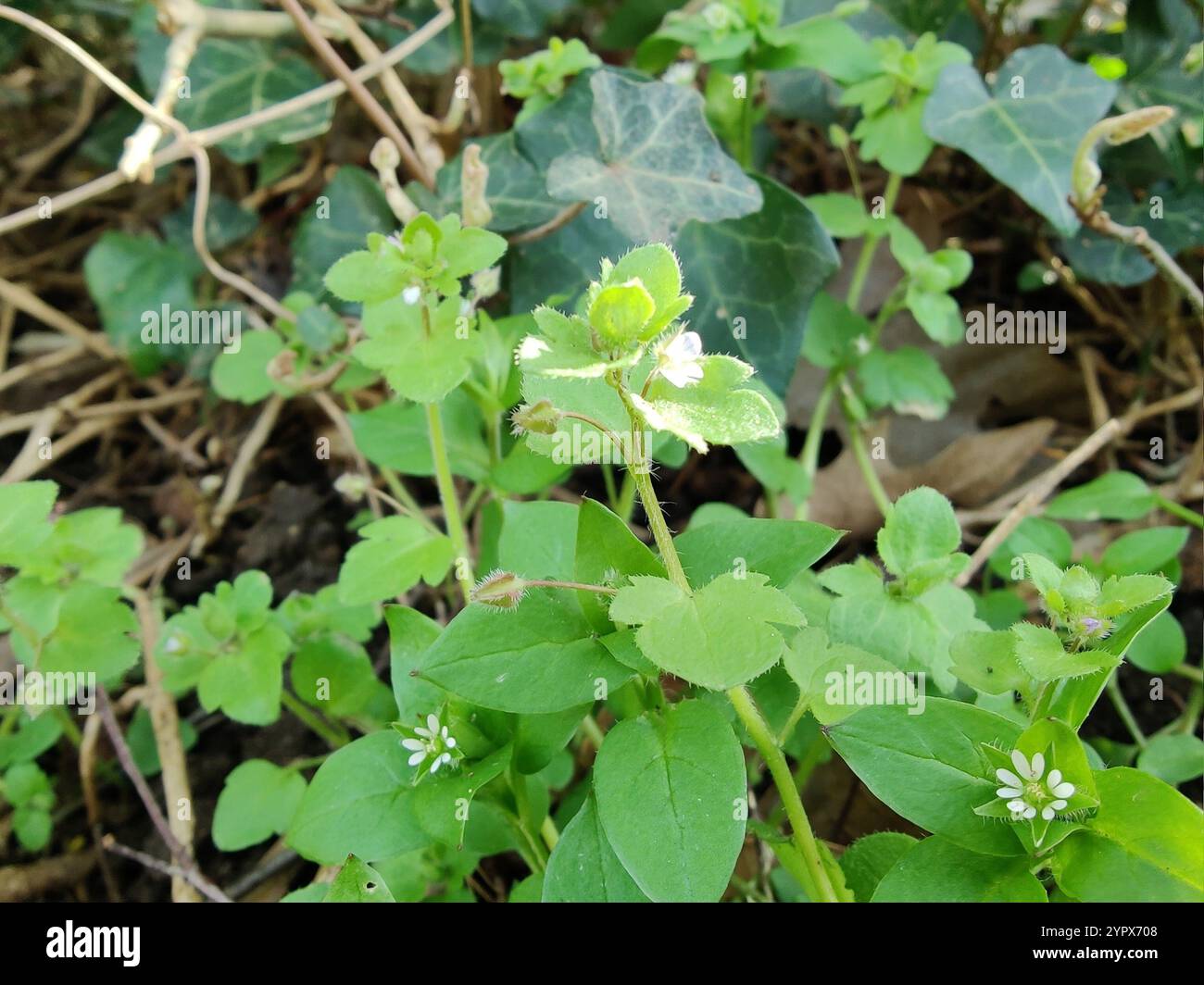 Ivy-leaved Speedwell (Veronica hederifolia Stock Photo - Alamy