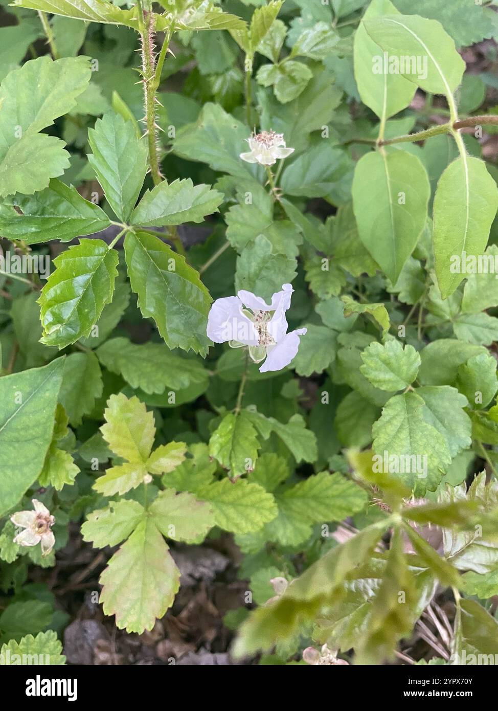 southern dewberry (Rubus trivialis Stock Photo - Alamy