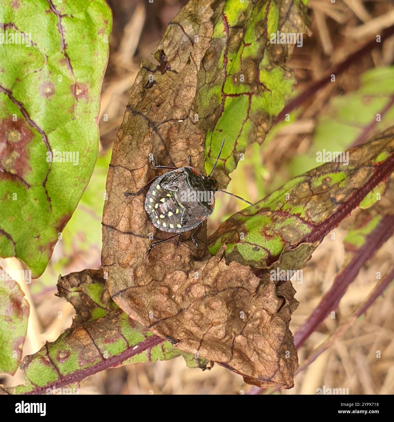 Southern Green Stink Bug (Nezara viridula Stock Photo - Alamy