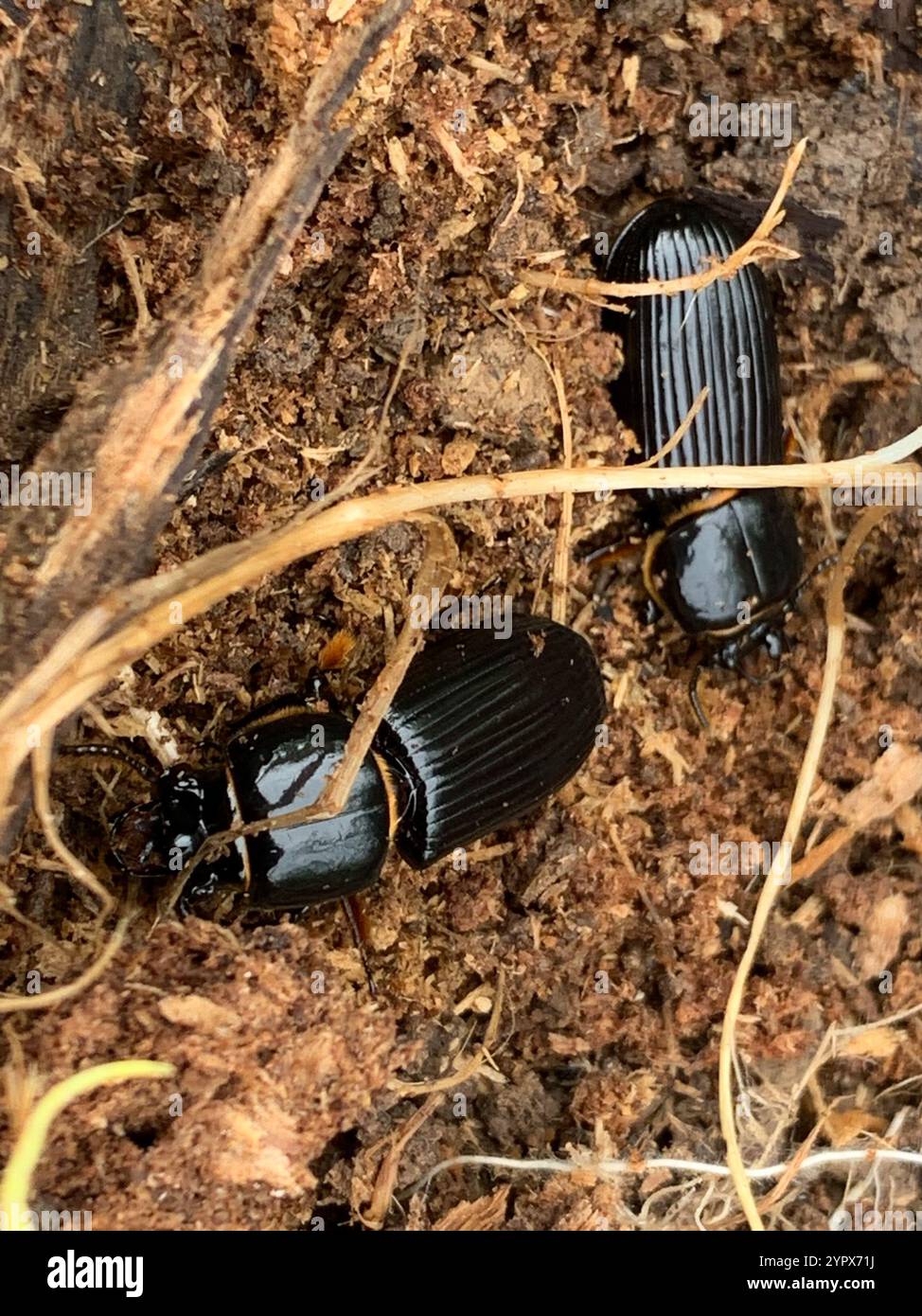 Horned Passalus Beetle (Odontotaenius disjunctus Stock Photo - Alamy