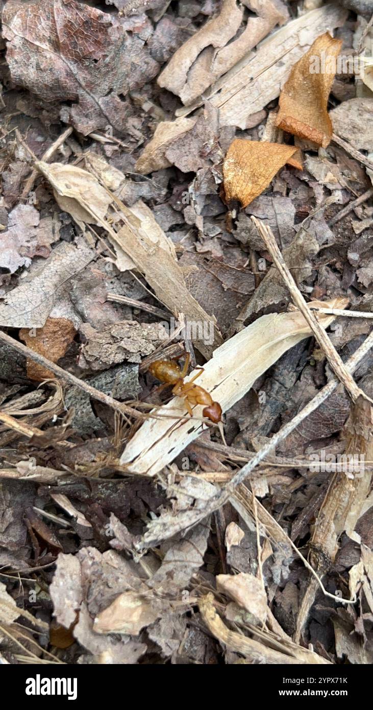 Chestnut Carpenter Ant (Camponotus castaneus Stock Photo - Alamy