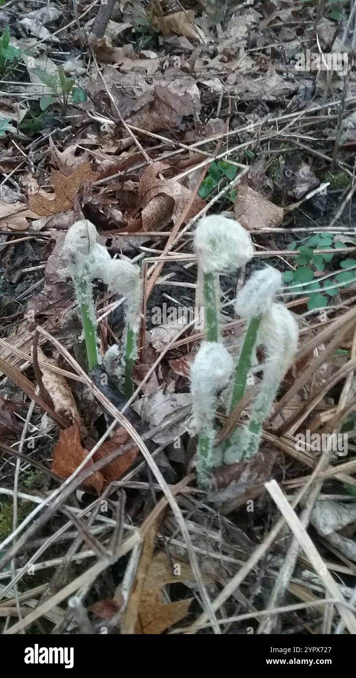 Royal fern family (Osmundaceae Stock Photo - Alamy