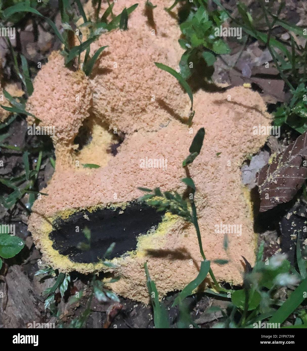 Dog Vomit Slime Mold (Fuligo septica Stock Photo - Alamy