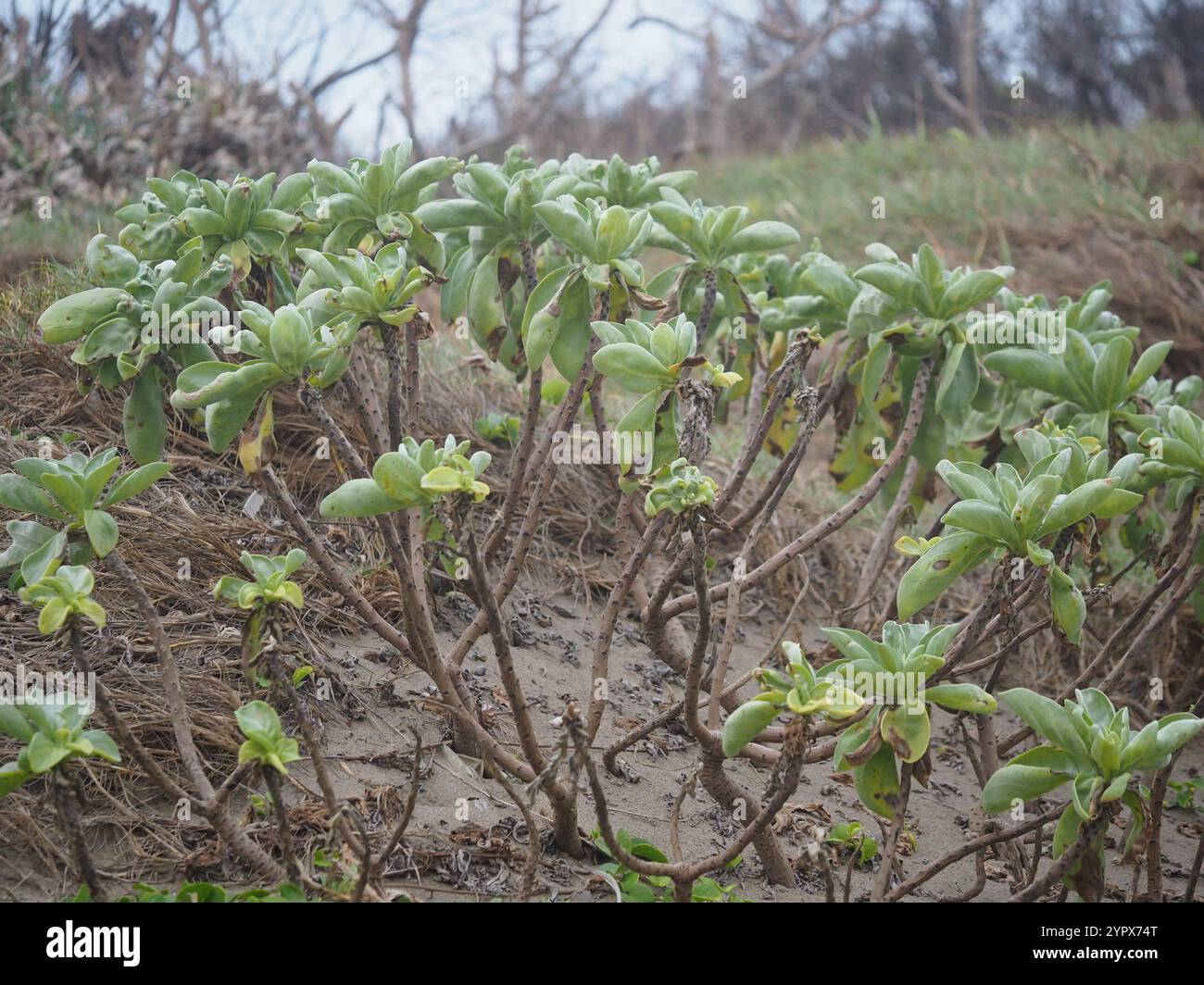 tree heliotrope (Heliotropium arboreum Stock Photo - Alamy