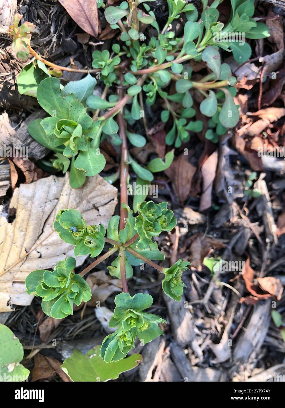 Sun spurge (Euphorbia helioscopia Stock Photo - Alamy