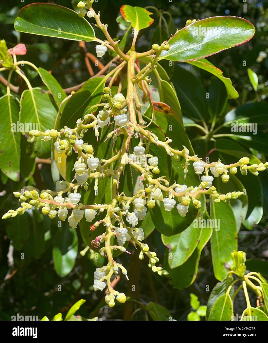 Pacific madrone (Arbutus menziesii Stock Photo - Alamy