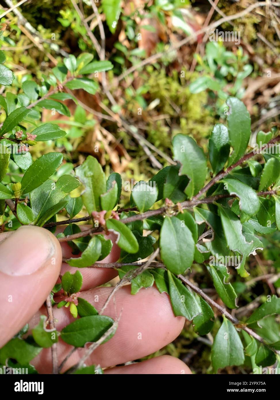 Oregon Boxwood (Paxistima myrsinites Stock Photo - Alamy