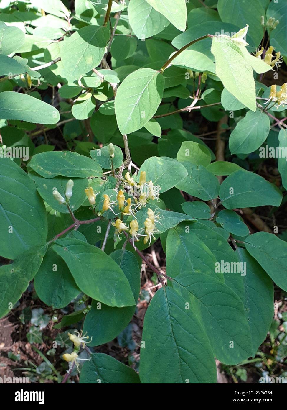 Fly Honeysuckle (Lonicera xylosteum Stock Photo - Alamy