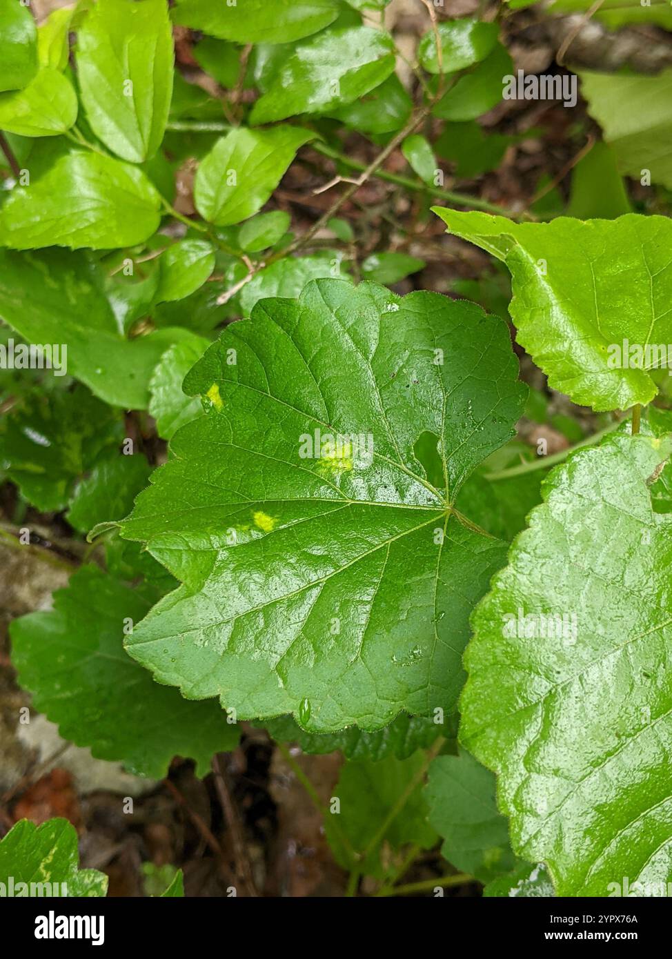 Grape erineum mite hi-res stock photography and images - Alamy