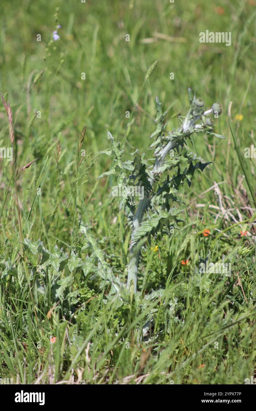 Texas Thistle (Cirsium texanum Stock Photo - Alamy