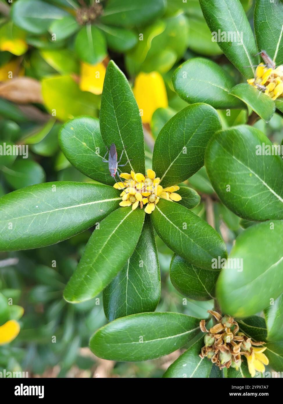Japanese cheesewood (Pittosporum tobira Stock Photo - Alamy