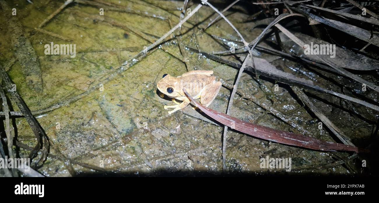 Western Laughing Tree Frog (Litoria ridibunda Stock Photo - Alamy
