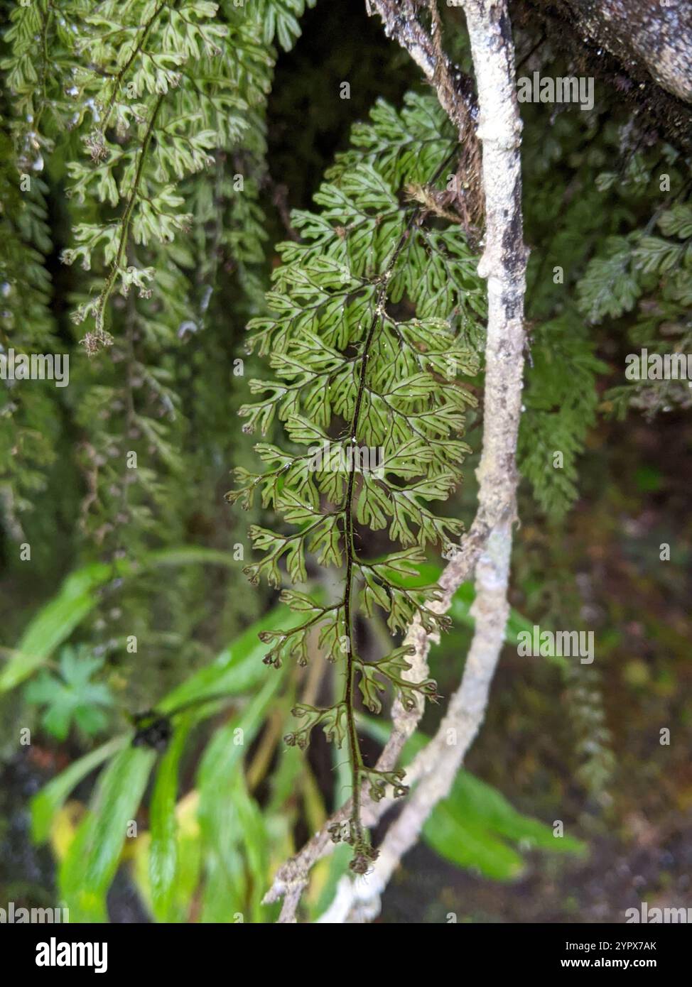 filmy ferns (Hymenophyllum Stock Photo - Alamy