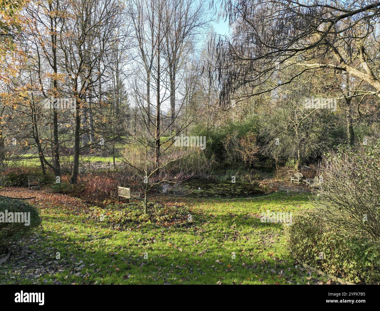 English green garden with water pound and multiple type of trees and ...