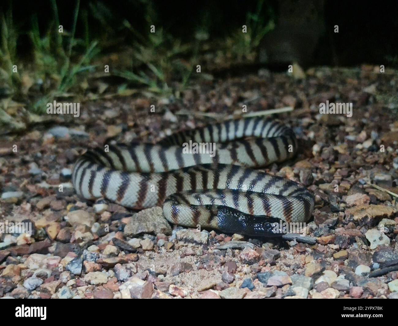 Black-headed Python (Aspidites melanocephalus Stock Photo - Alamy
