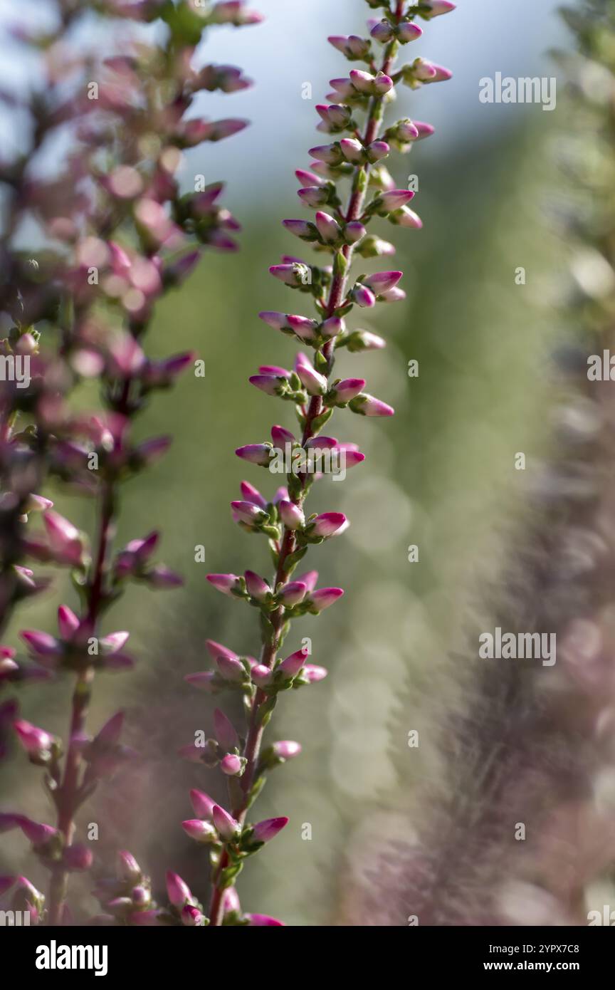 Calluna vulgaris, common heather, ling, heather flowering in the summer ...