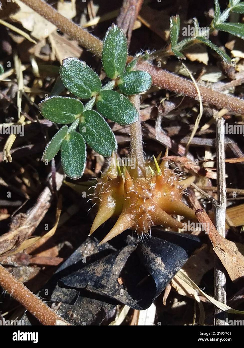 Puncture vine hi-res stock photography and images - Alamy