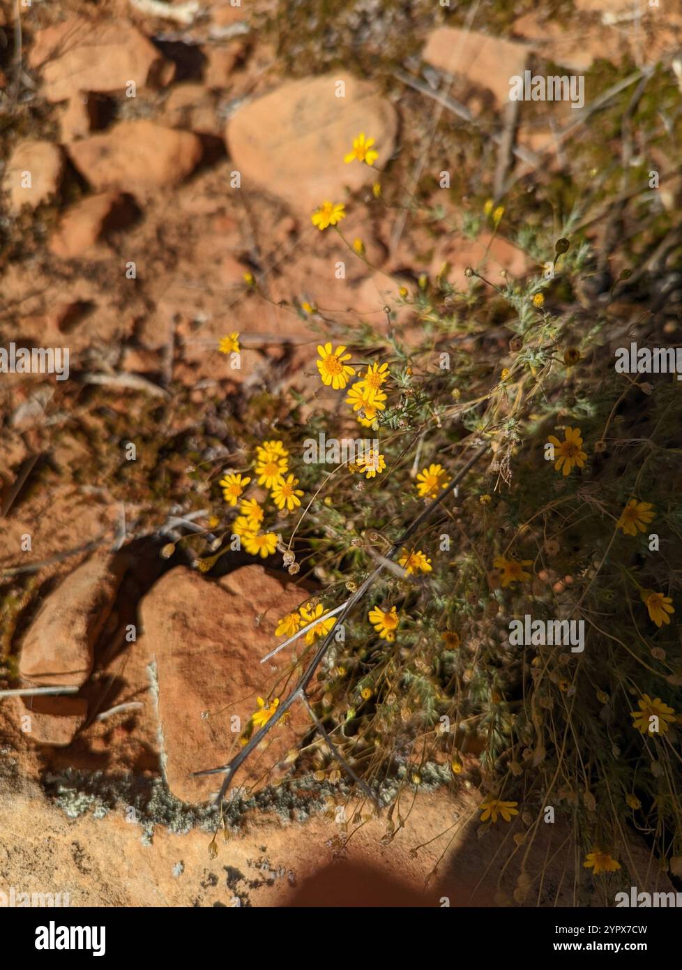 common goldfields (Lasthenia gracilis Stock Photo - Alamy