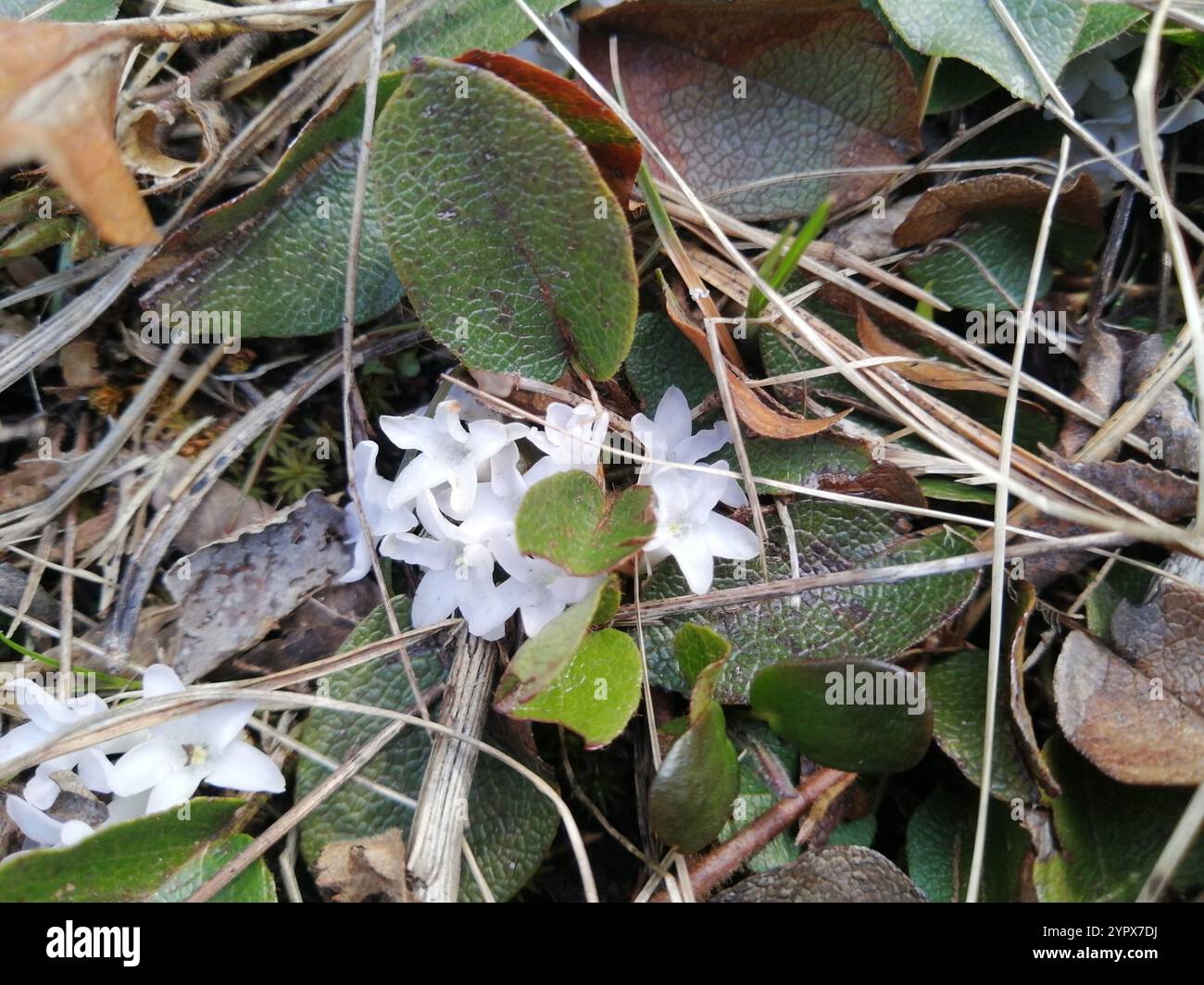 trailing arbutus (Epigaea repens Stock Photo - Alamy