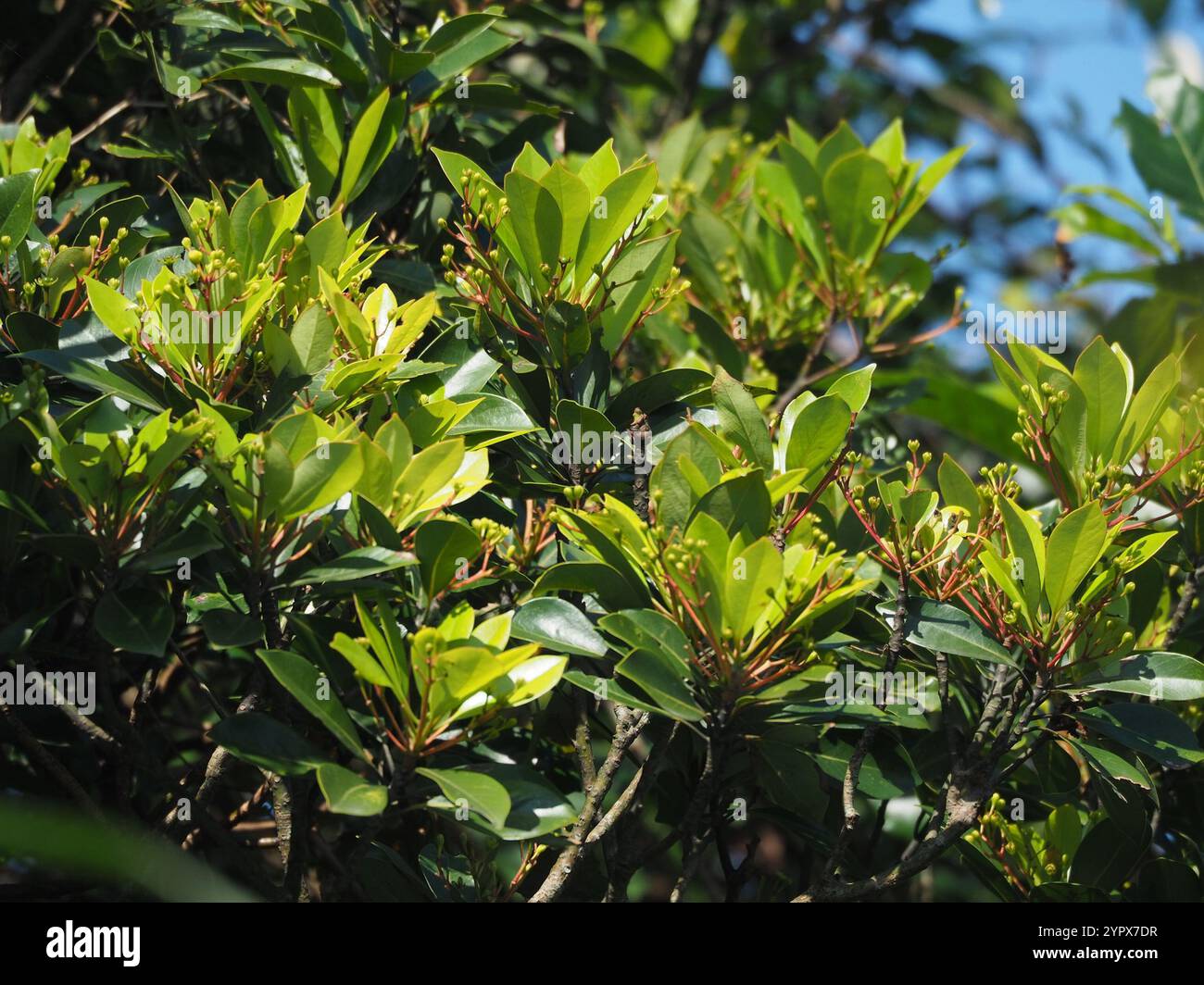 Machilus thunbergii hi-res stock photography and images - Alamy