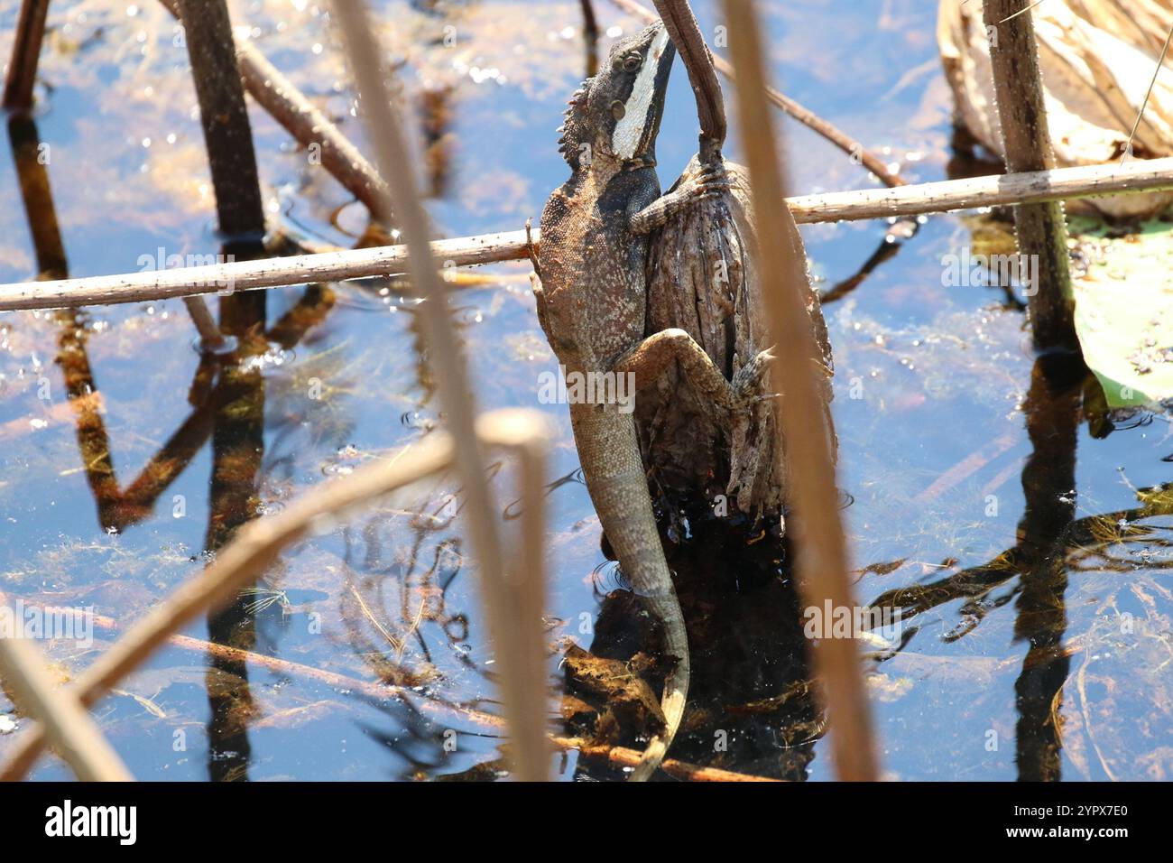 Northern Water Dragon (Tropicagama temporalis Stock Photo - Alamy