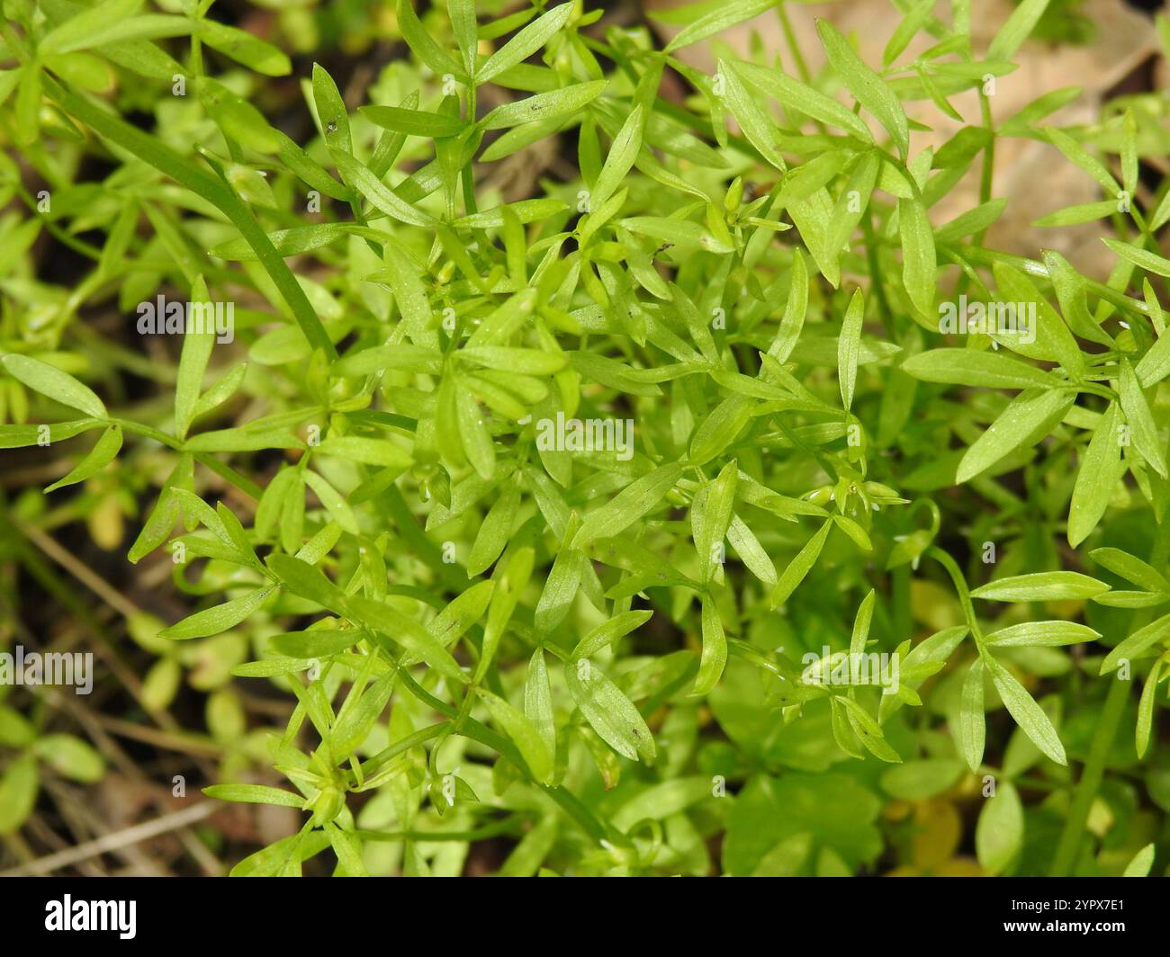 False mermaid hi-res stock photography and images - Alamy