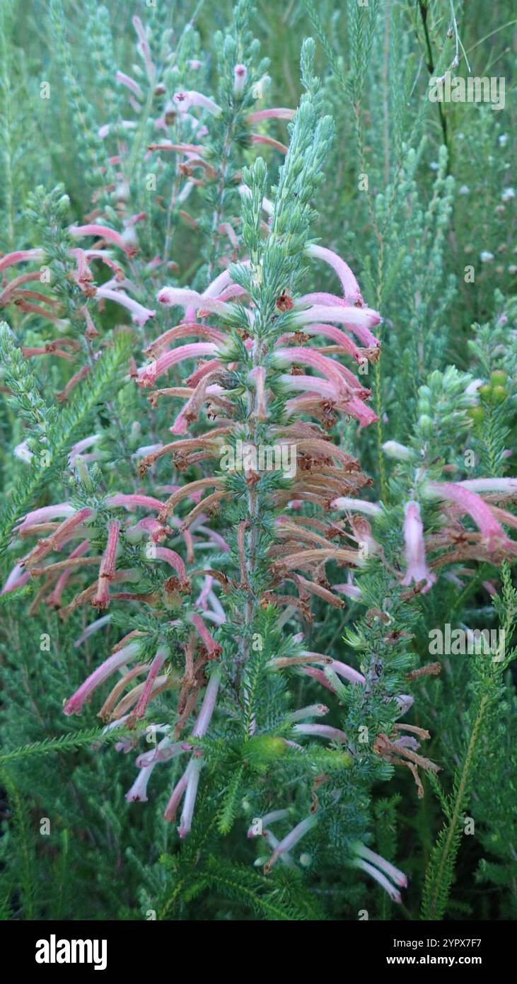 Common Water Heath (Erica curviflora curviflora Stock Photo - Alamy