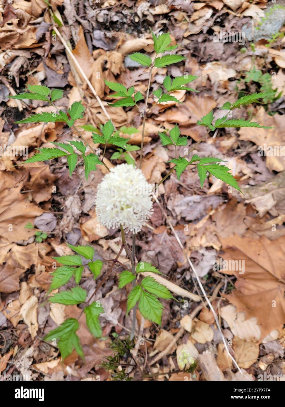 White actaea pachypoda hi-res stock photography and images - Alamy