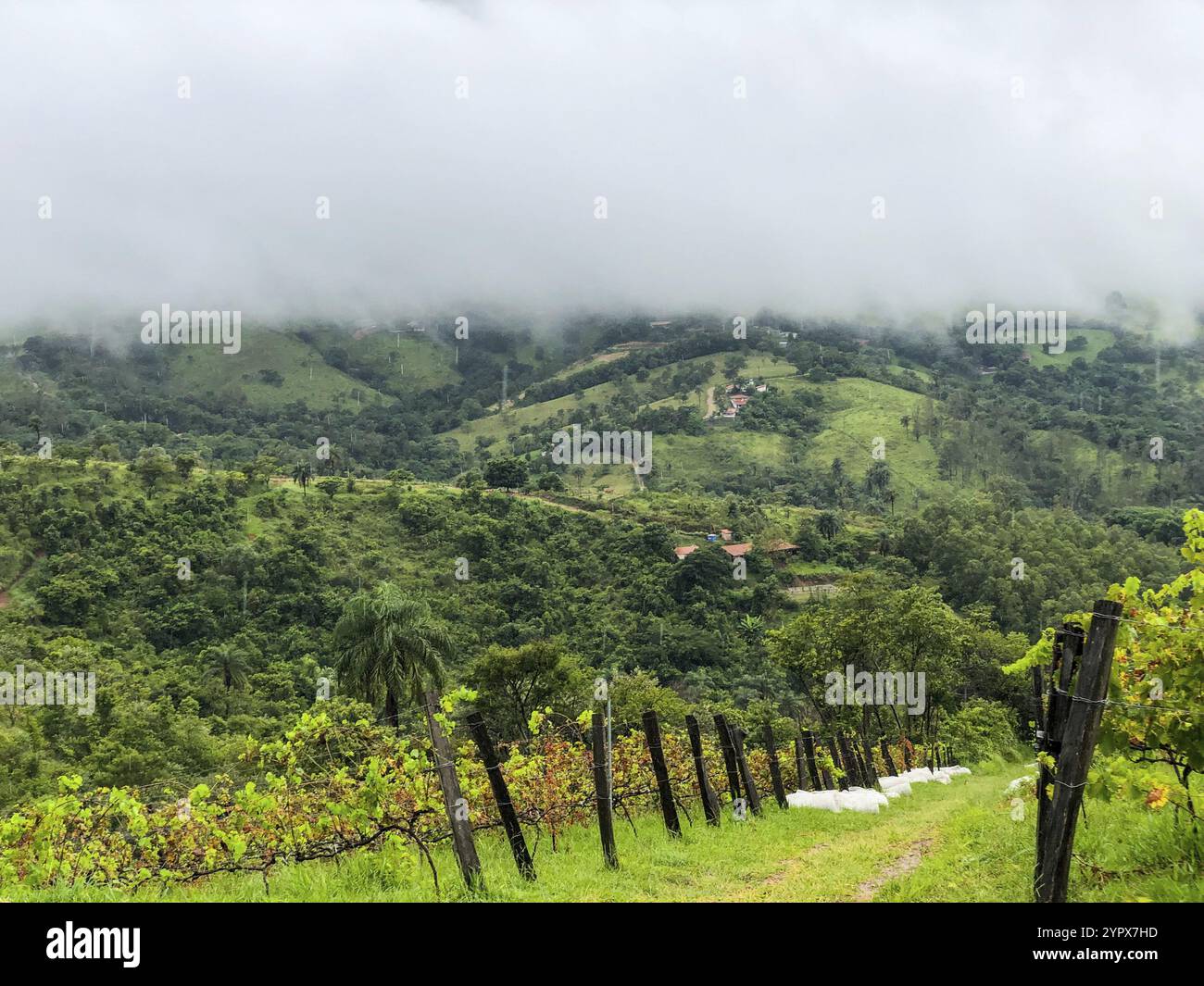 Vineyards in the mountain during cloudy raining season. Grapevines in ...