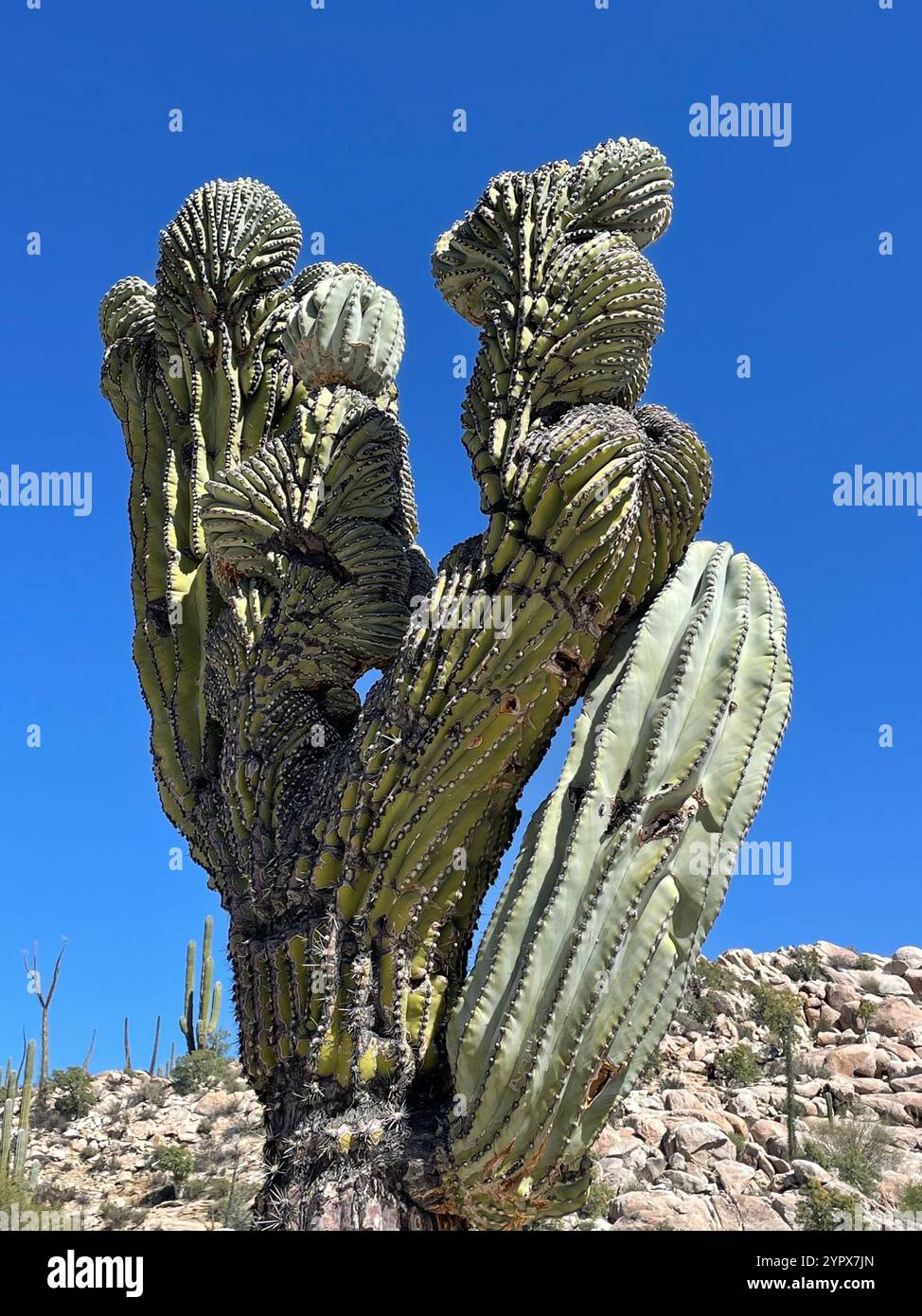 Mexican Giant Cactus (Pachycereus pringlei Stock Photo - Alamy