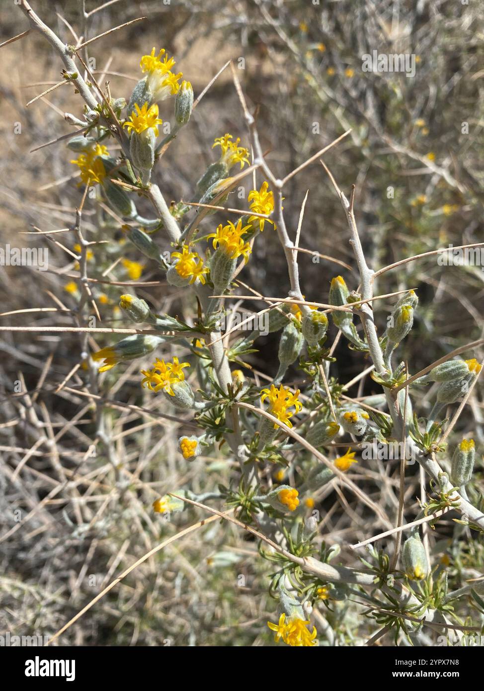 horsebrushes and cottonthorns (Tetradymia Stock Photo - Alamy